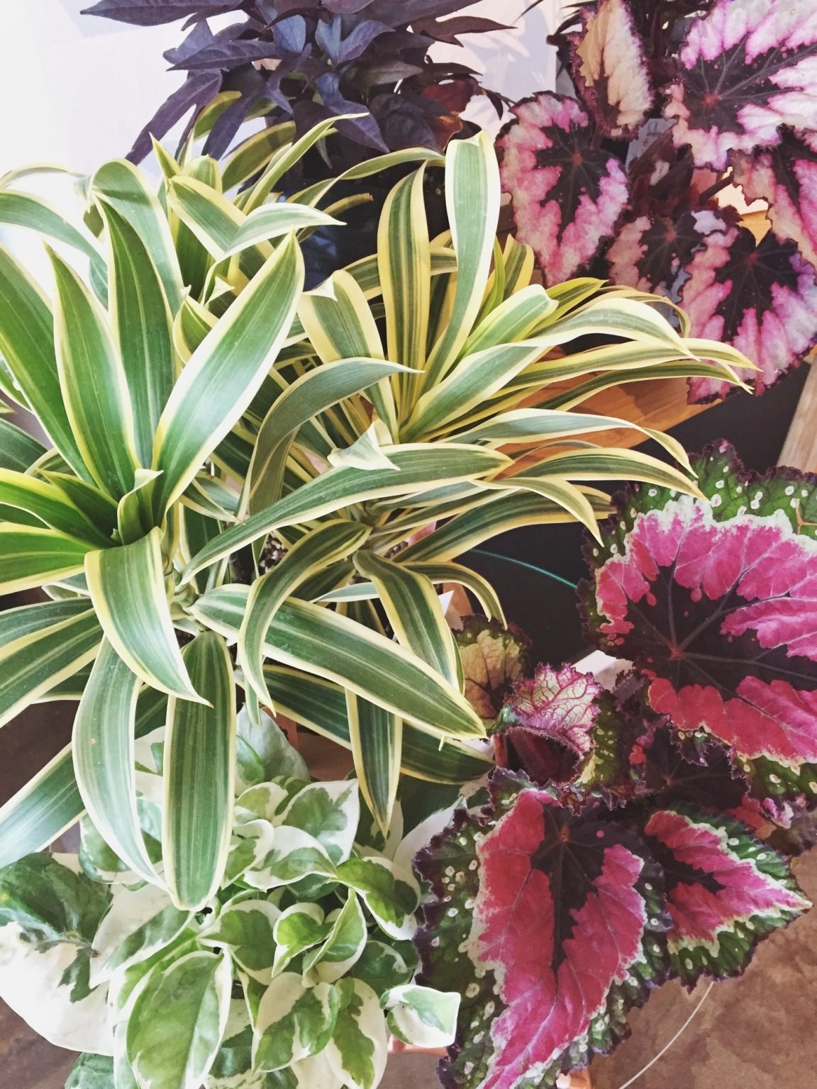 Viherkasvit sisustuksessa | Valitse parhaat kasvit sisustukseen